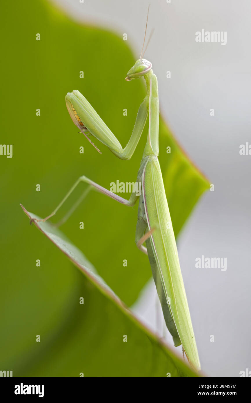 Praying Mantis on a leaf Stock Photo - Alamy
