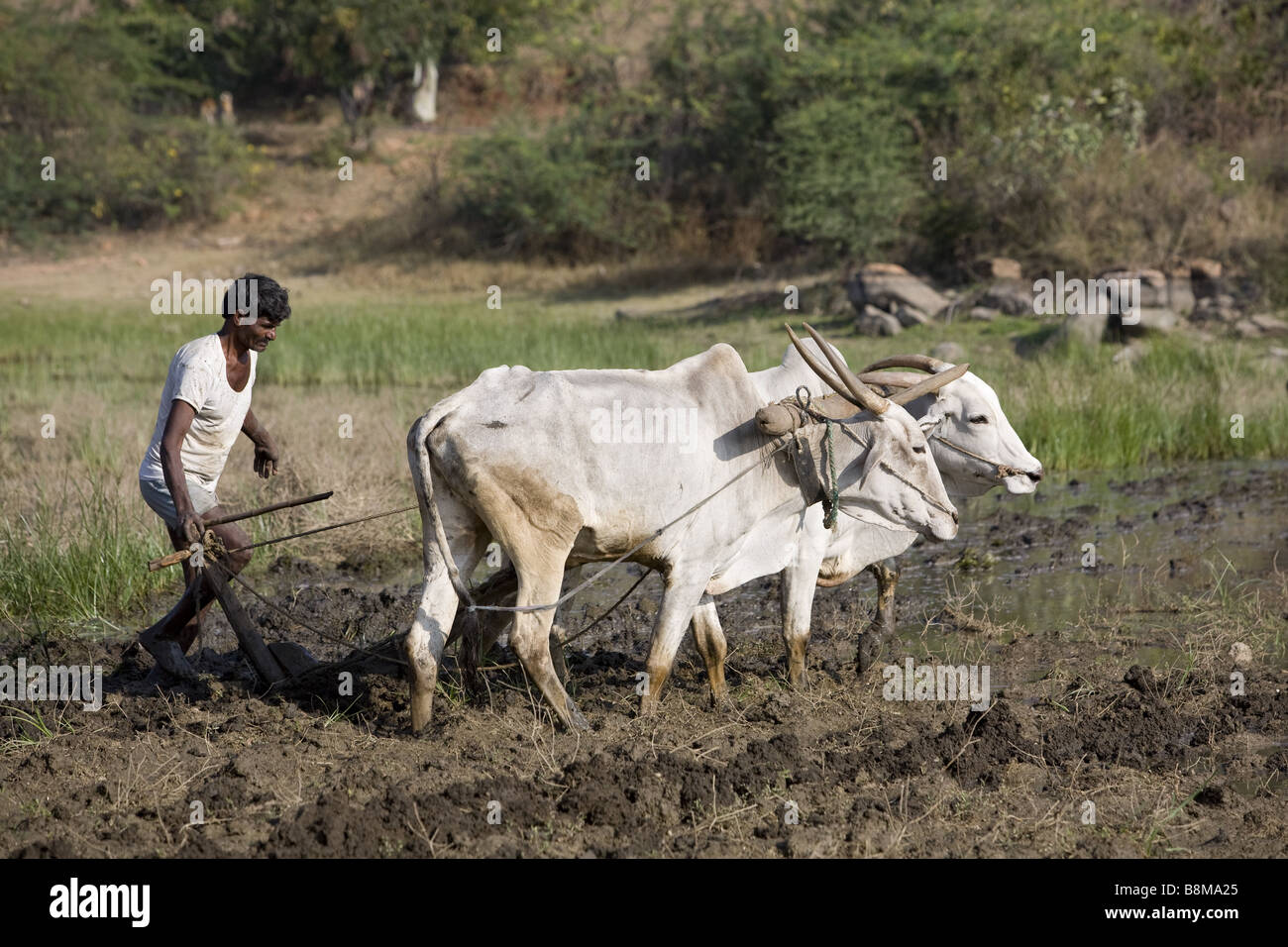 Indian man ploughing rice field Stock Photo - Alamy