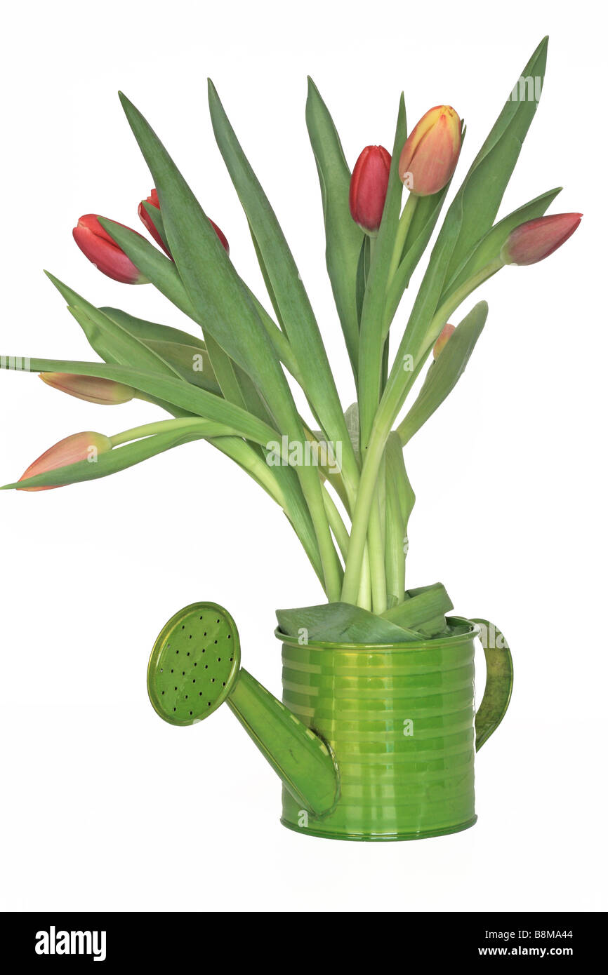 Flowers in metal can Cut Out Stock Images & Pictures - Alamy