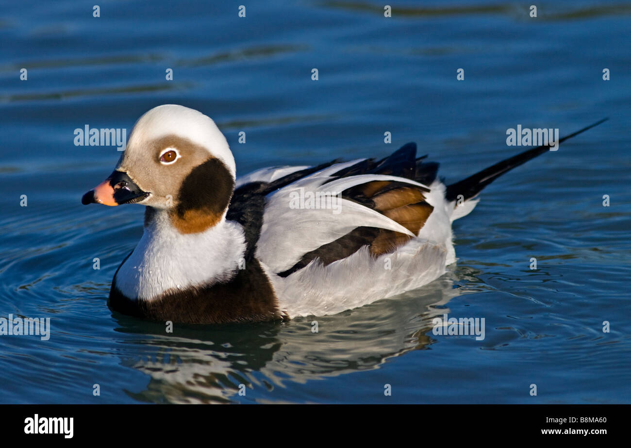 Long Tailed Duck (Drake) (clangula hyemalis Stock Photo - Alamy