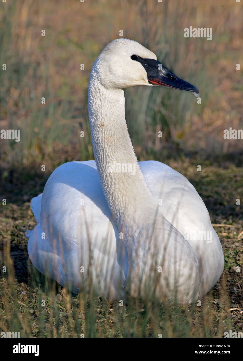 Trumpeter Swan (Cygnus buccinator Stock Photo - Alamy
