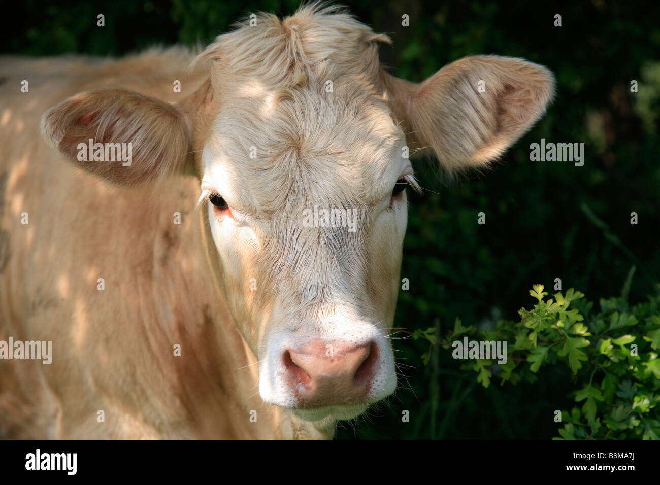 Female domestic cattle hi-res stock photography and images - Alamy