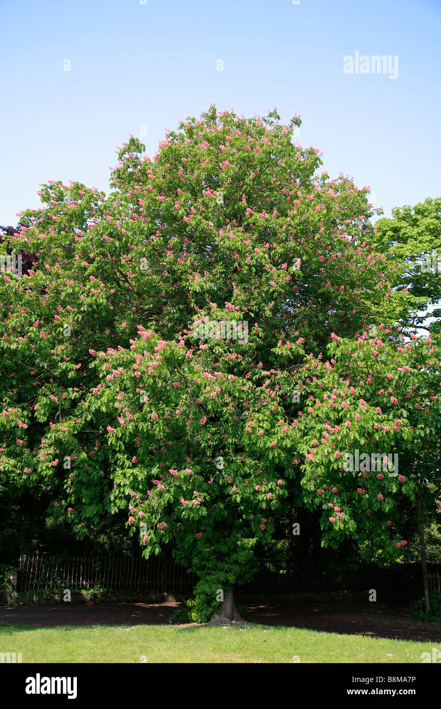 Red Flowered Chestnut Tree Aesculus x carnea Spring Colours English ...