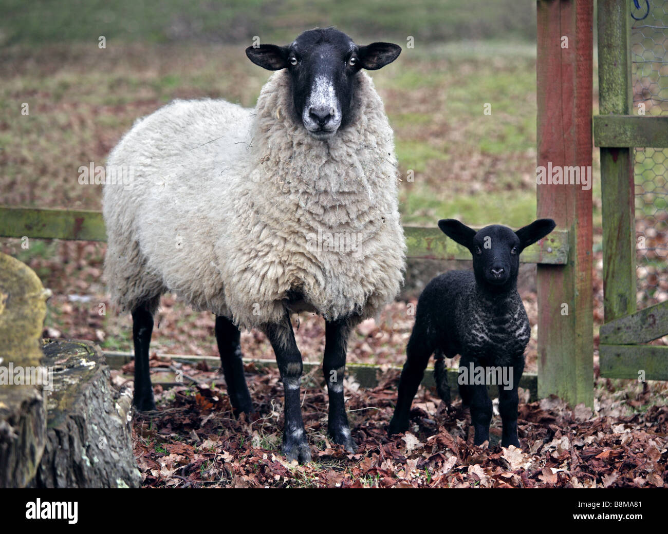 Black sheep hi-res stock photography and images - Alamy