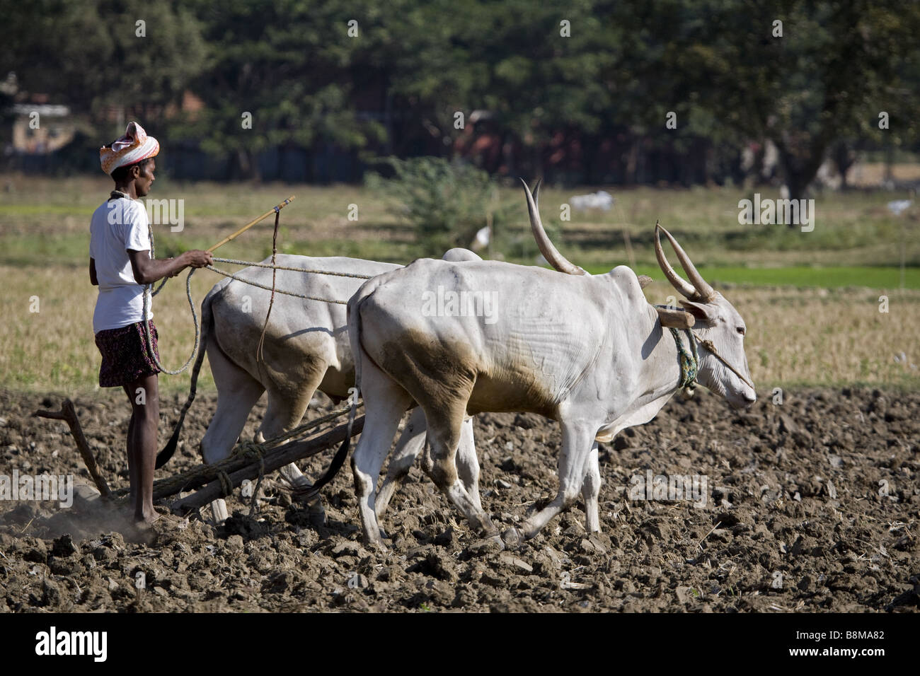 Indian man ploughing field Stock Photo - Alamy