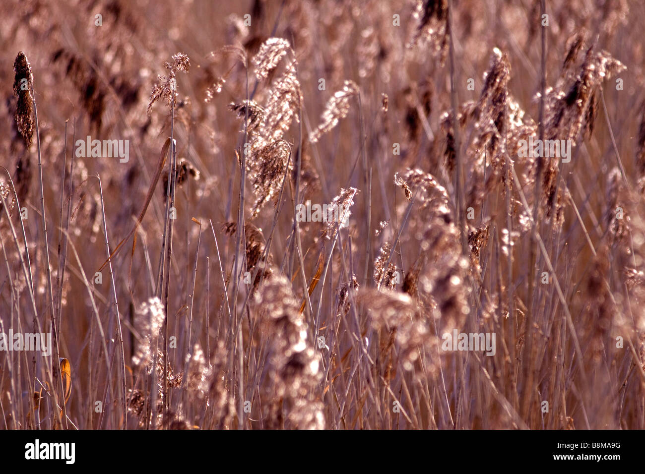 Texture of reed stems hi-res stock photography and images - Alamy