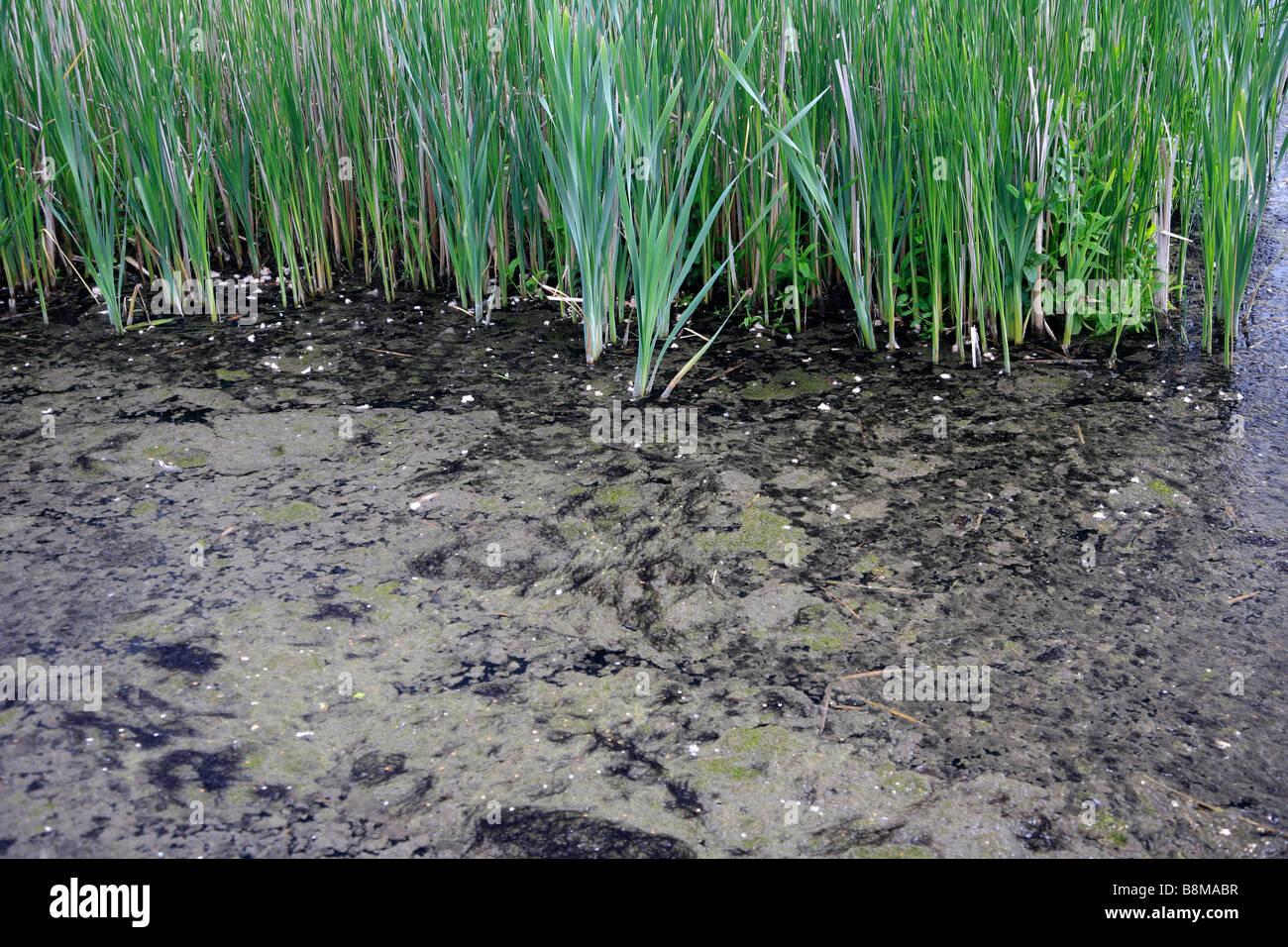 Toxic Blue Green Algae Bloom in a Lake Peterborough Cambridgeshire ...