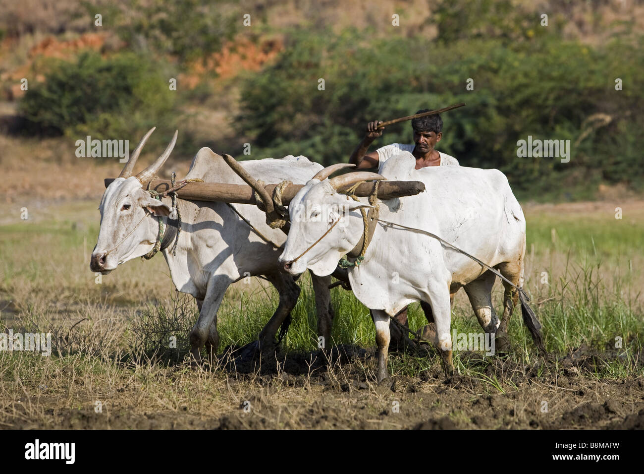 Indian man ploughing rice field Stock Photo - Alamy