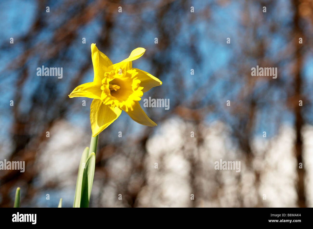 The first blooming daffodil Stock Photo - Alamy