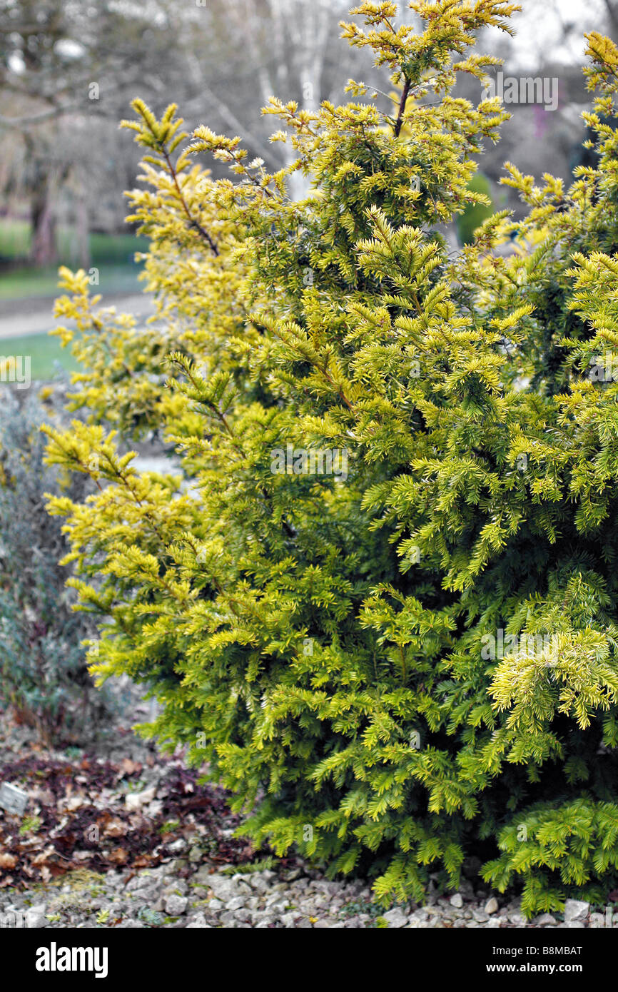 Taxus baccata hi-res stock photography and images - Alamy