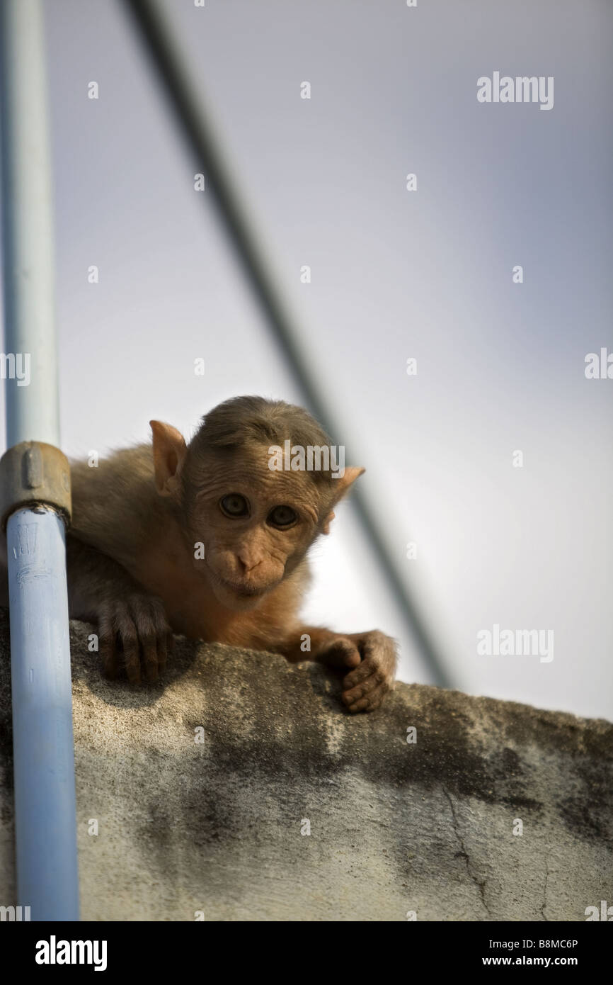 Monkey with cap hi-res stock photography and images - Alamy