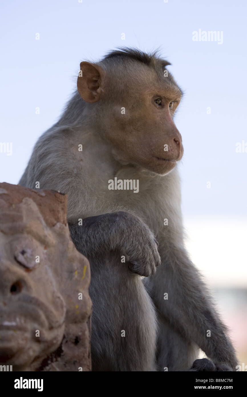Frowning monkey hi-res stock photography and images - Alamy