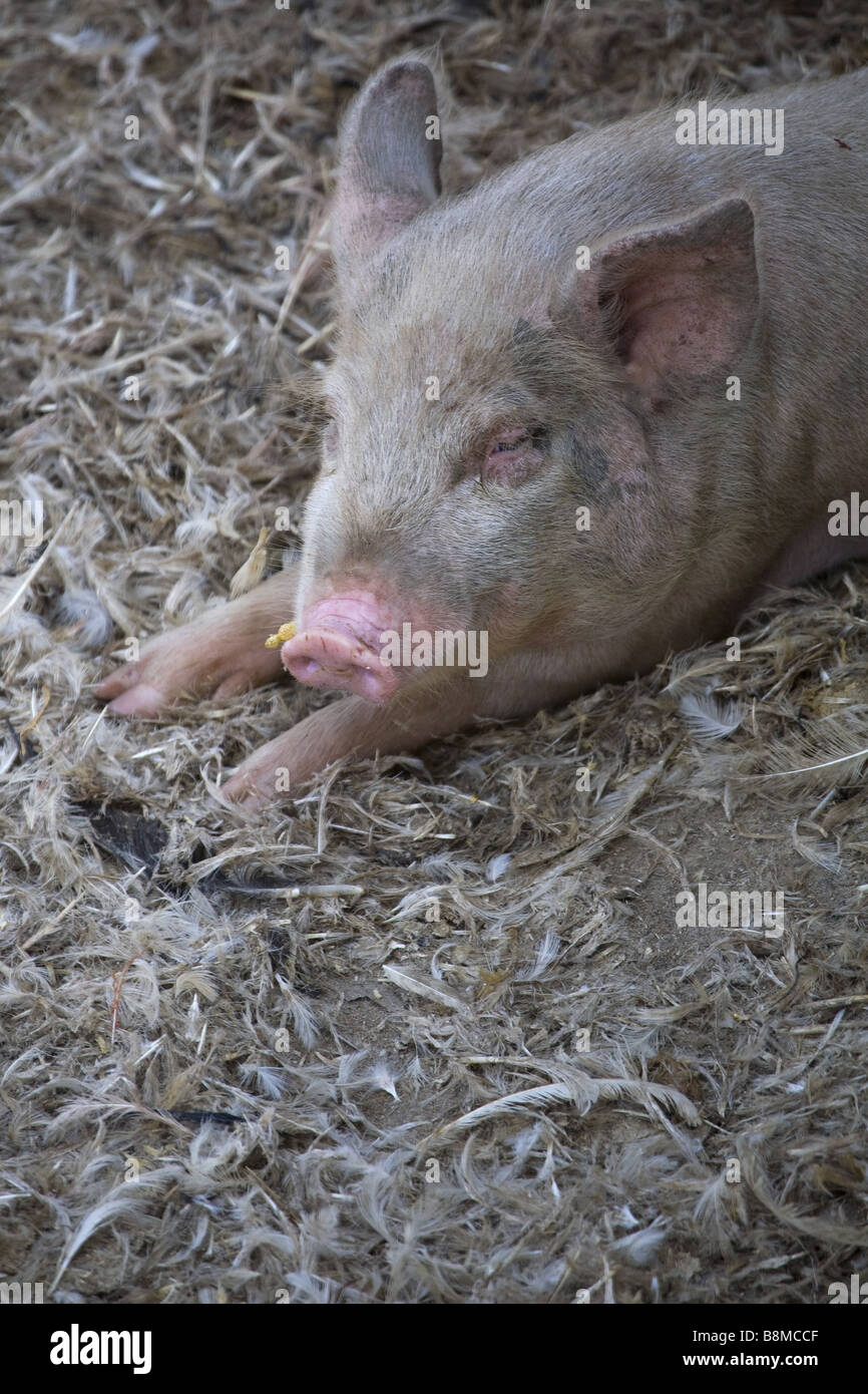 Pigs eating refuse in India Stock Photo - Alamy