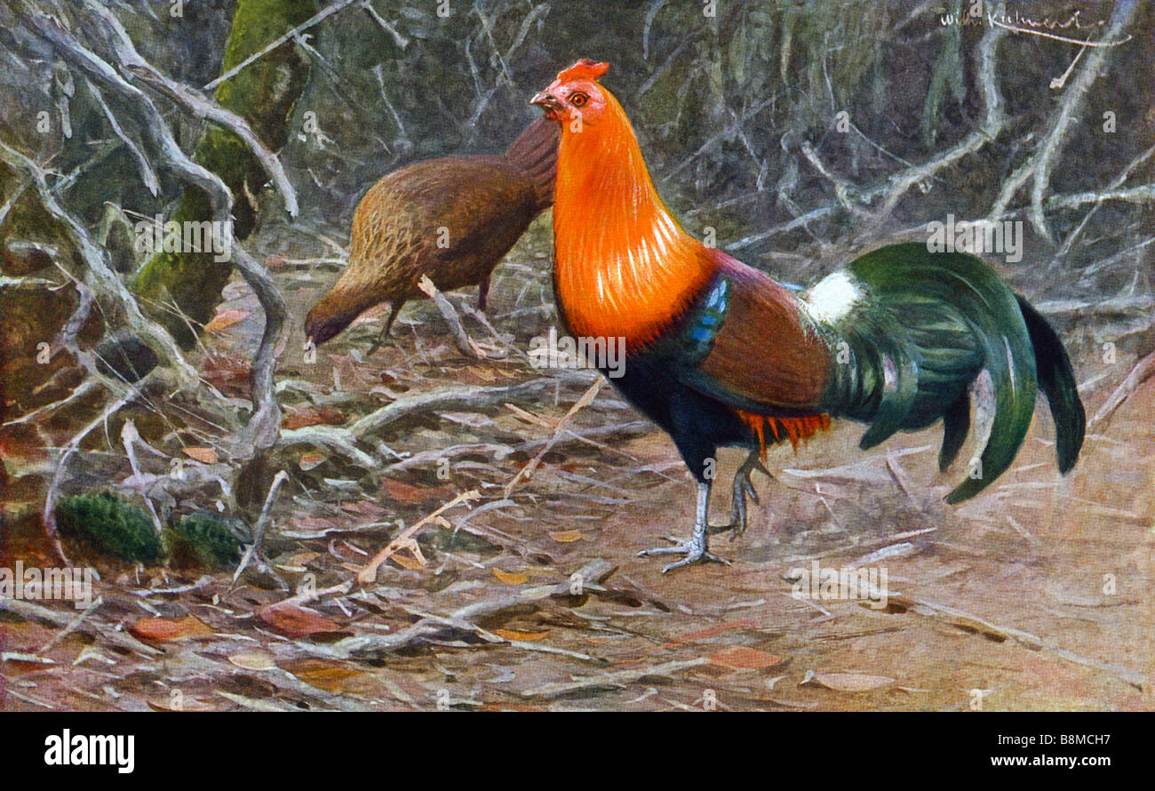 chicken, rooster,gallus gallus Stock Photo - Alamy