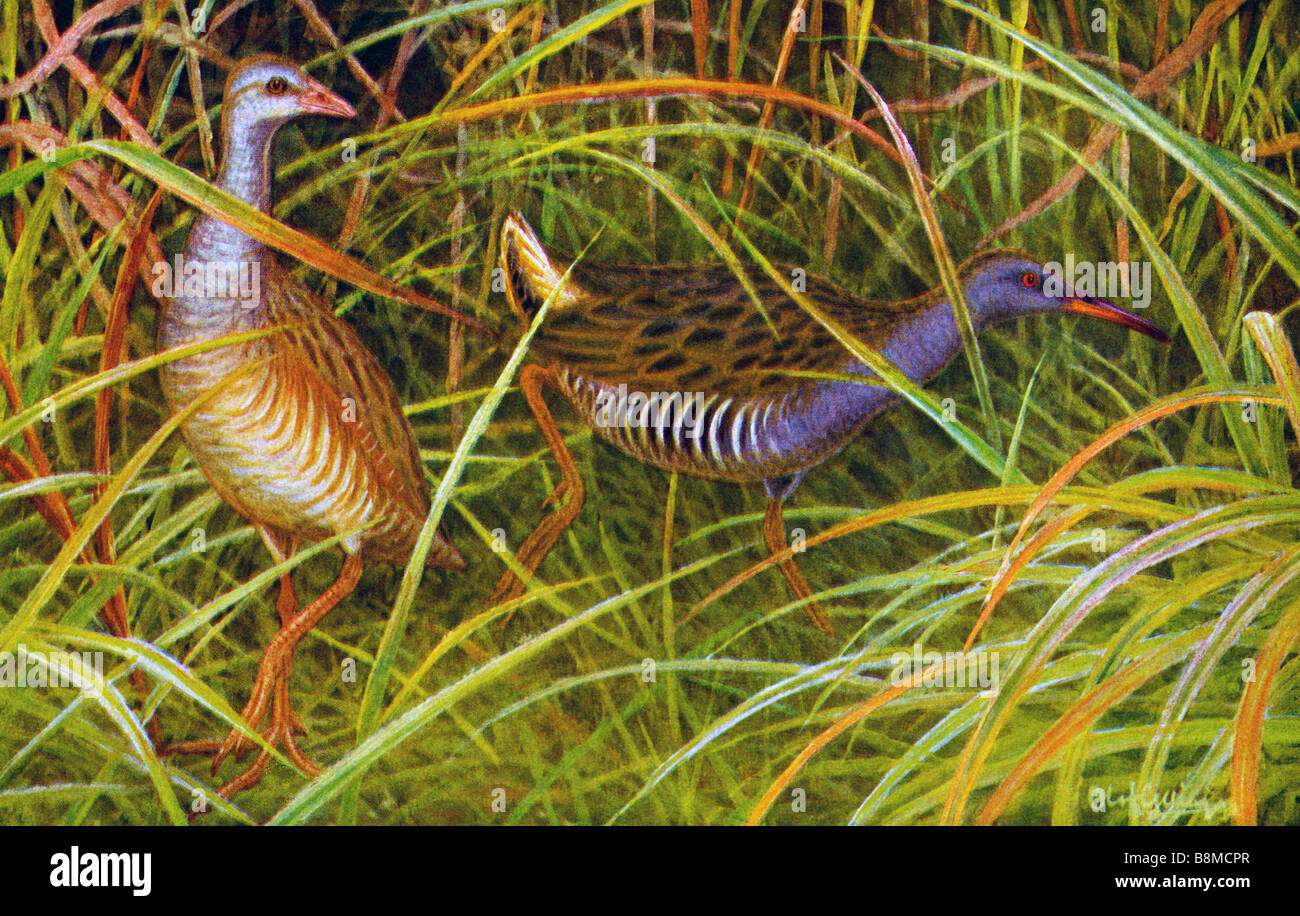 Landrail hi-res stock photography and images - Alamy