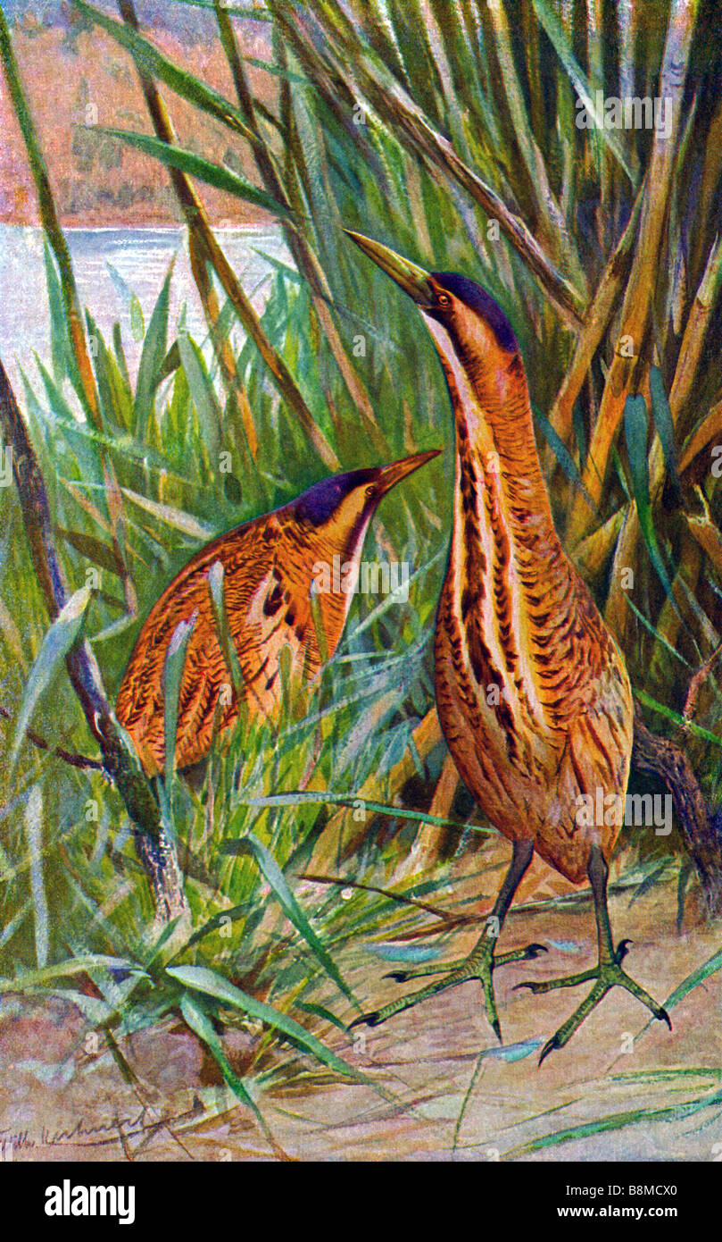 Bittern painting hi-res stock photography and images - Alamy