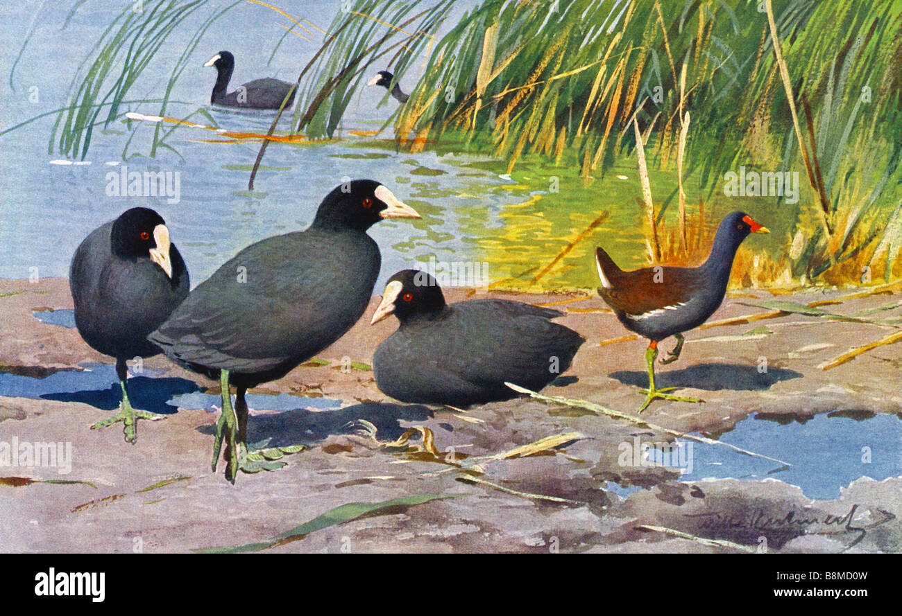 Common moorhen drawing hi-res stock photography and images - Alamy