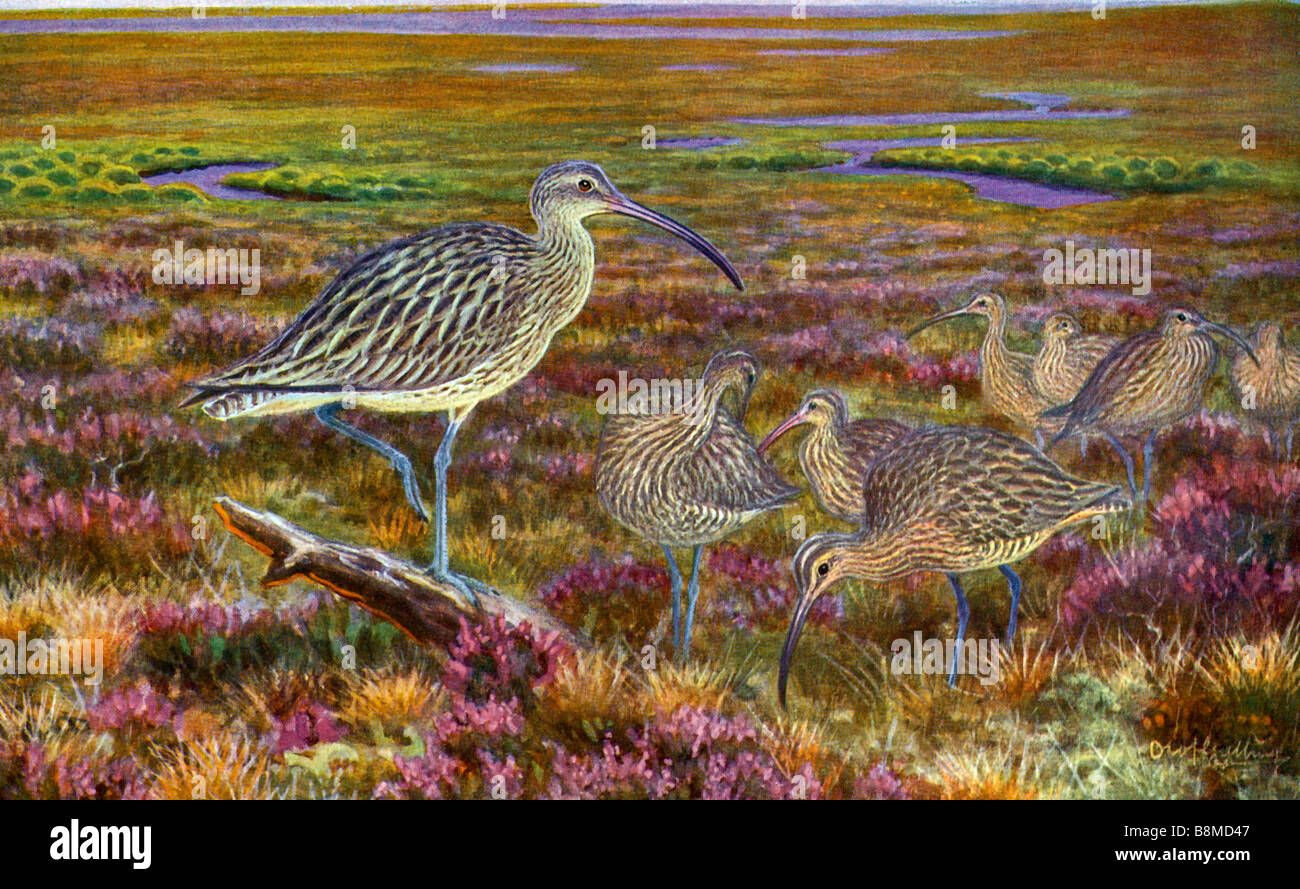 Eurasian Curlew, Numenius arquata, Whimbrel Numenius phaeopus Stock ...