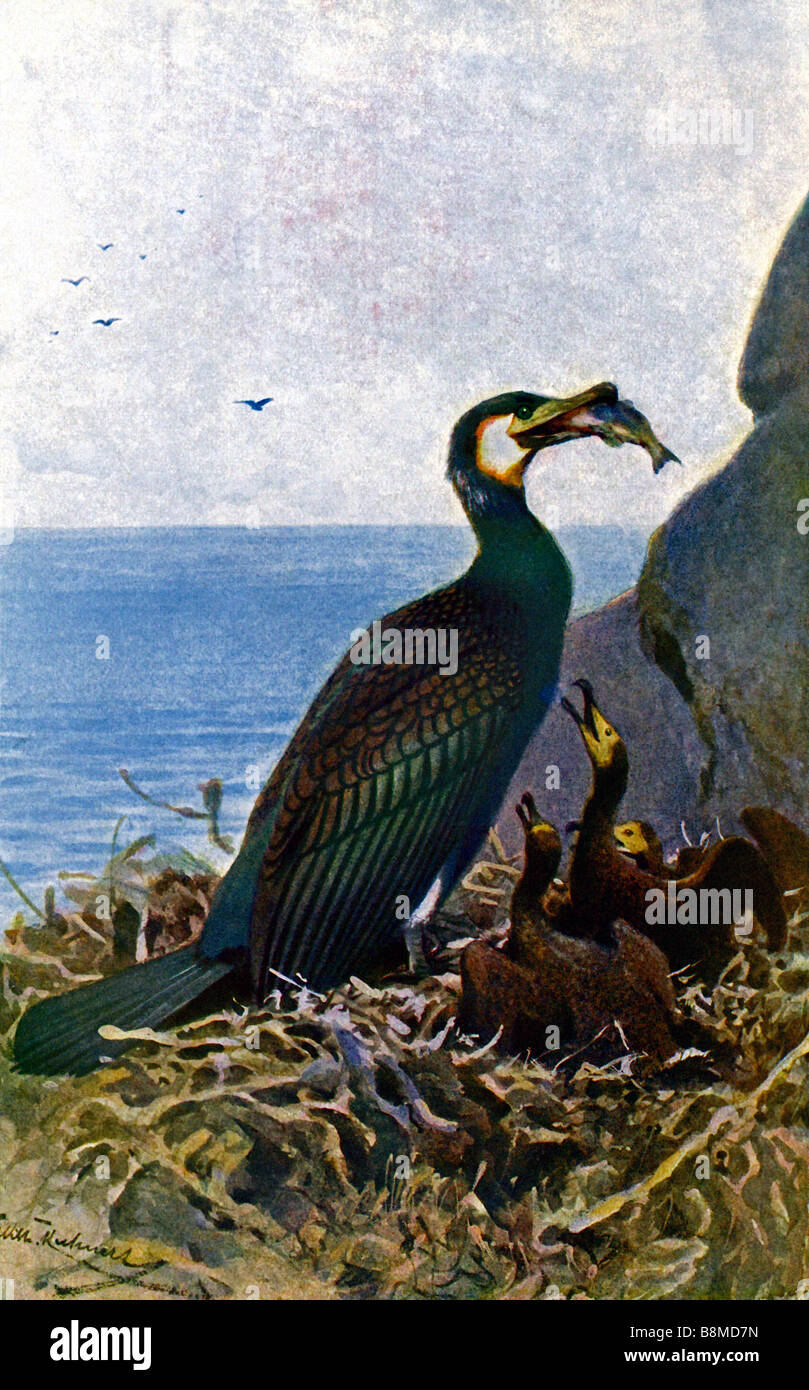 Cormorant drawing hi-res stock photography and images - Alamy