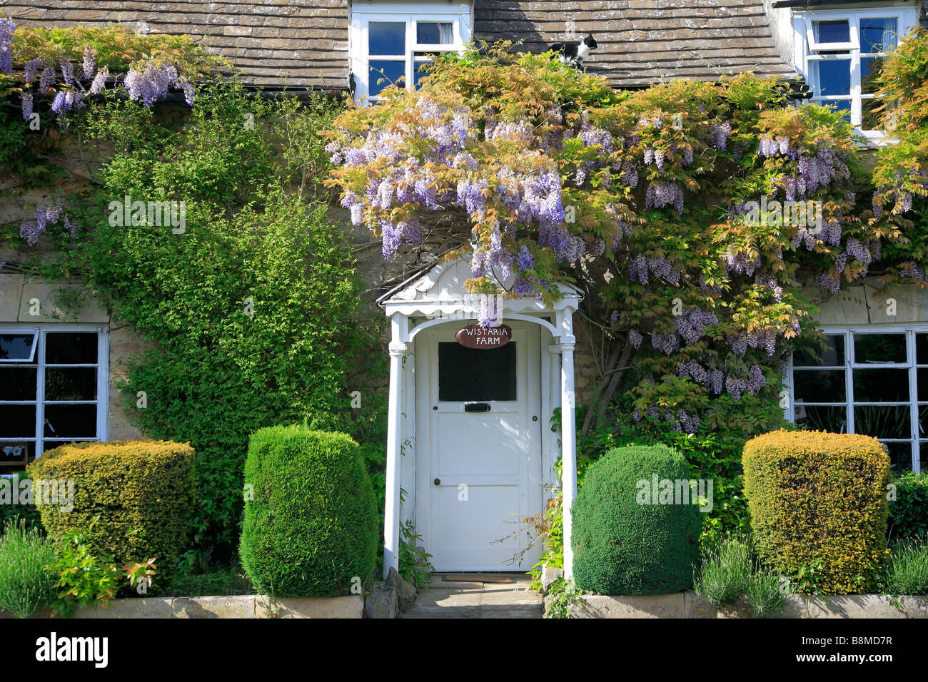 Stone Built Thatched Cottage with Wisteria flowers Maxey village ...