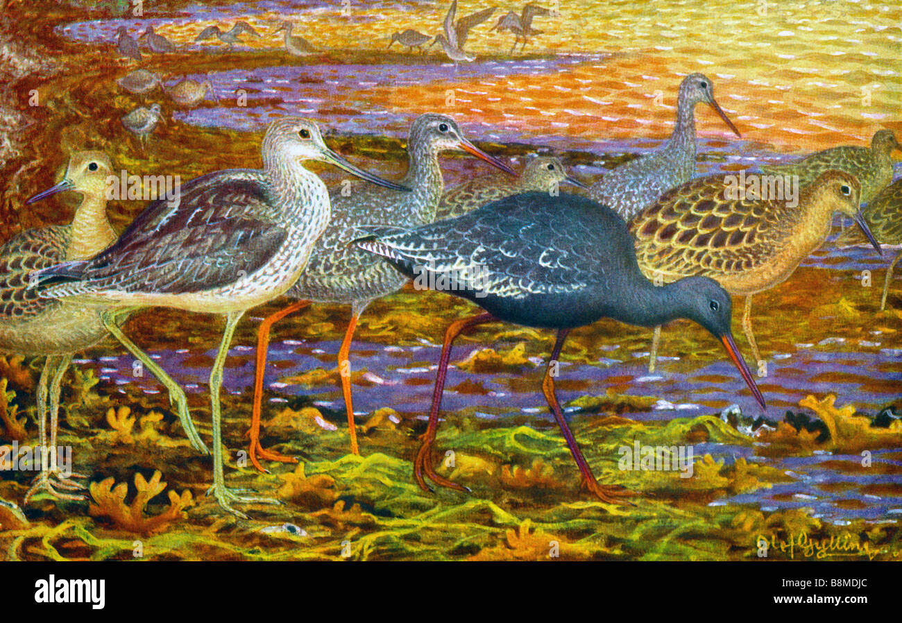 Drawing of the redshank hi-res stock photography and images - Alamy