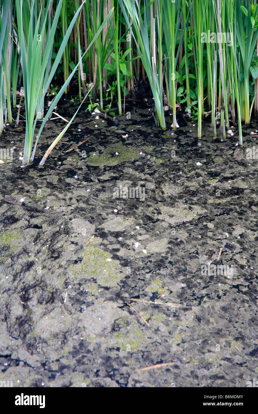 Toxic Blue Green Algae Bloom in a Lake Peterborough Cambridgeshire ...