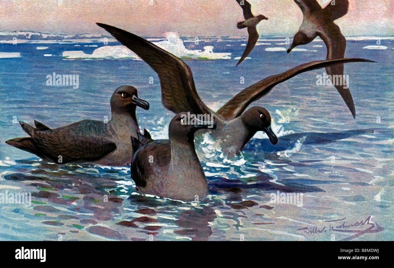 Grey-headed Albatross, Thalassarche chrysostoma Stock Photo - Alamy