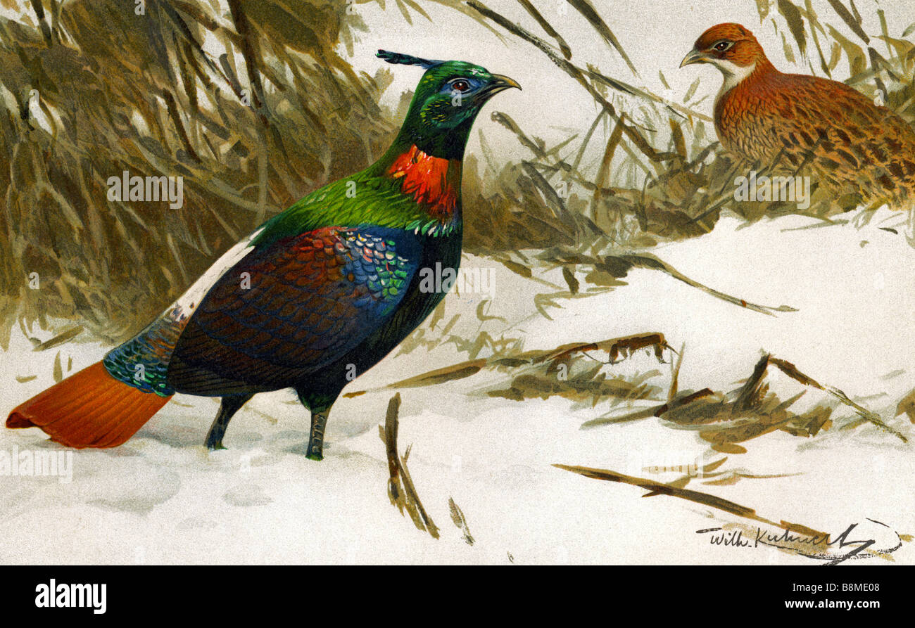 Himalayan Monal, Lophophorus impejanus Stock Photo - Alamy