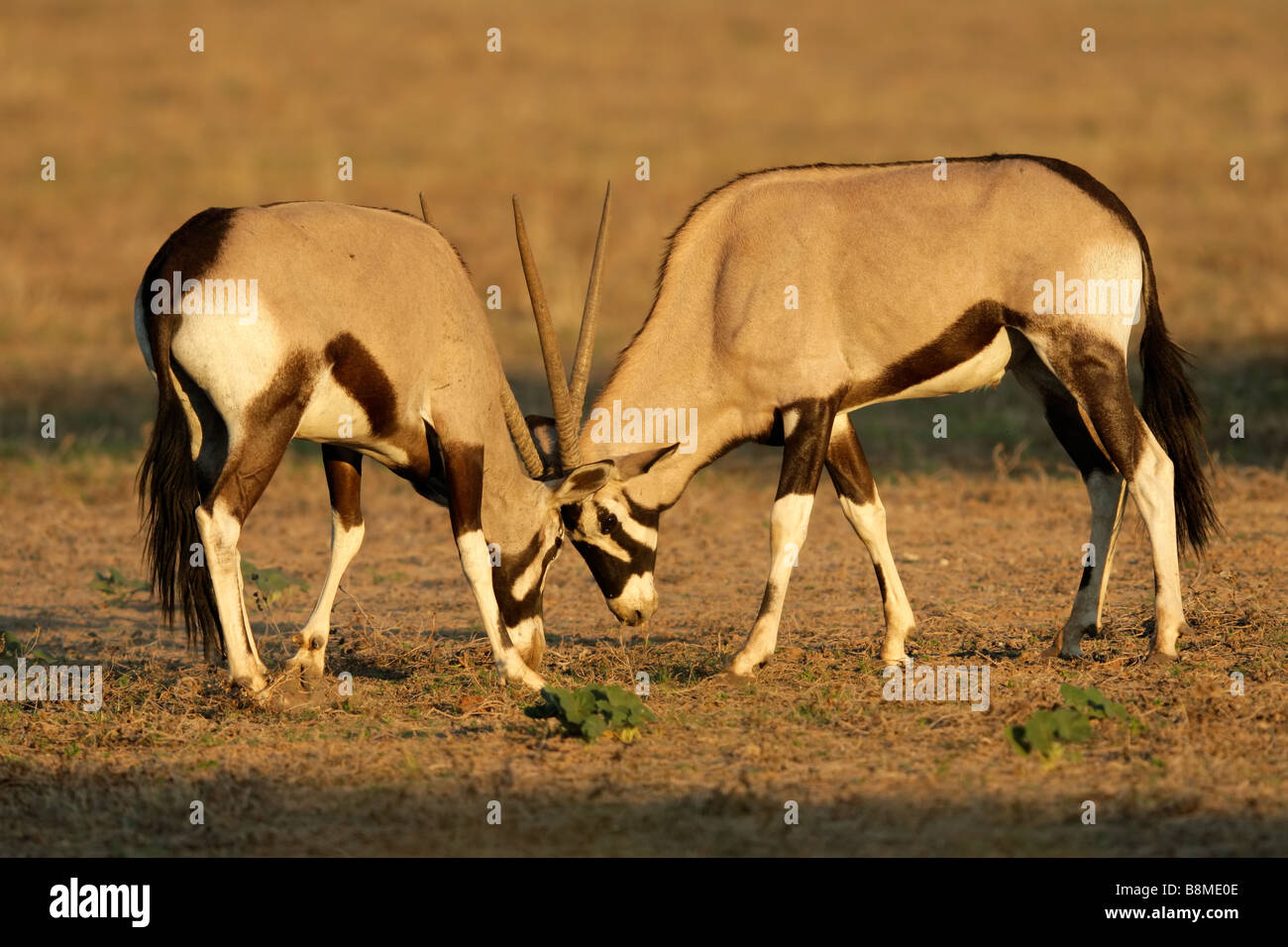 Two male gemsbok antelopes (Oryx gazella) fighting for territory ...