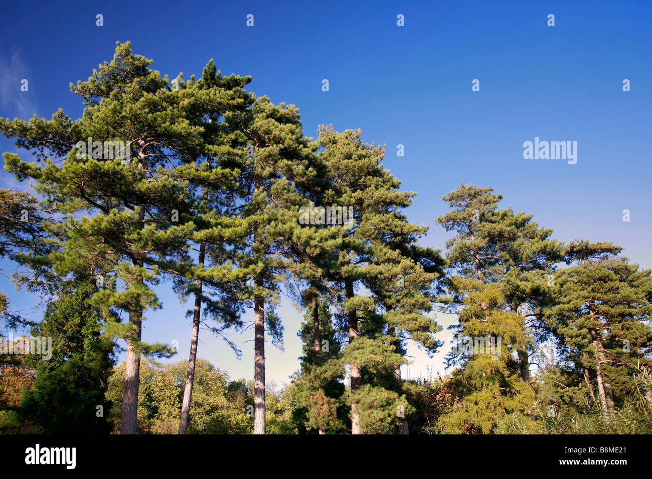 Landscape of Scots Pines trees English Woodland Sherwood Forest ...