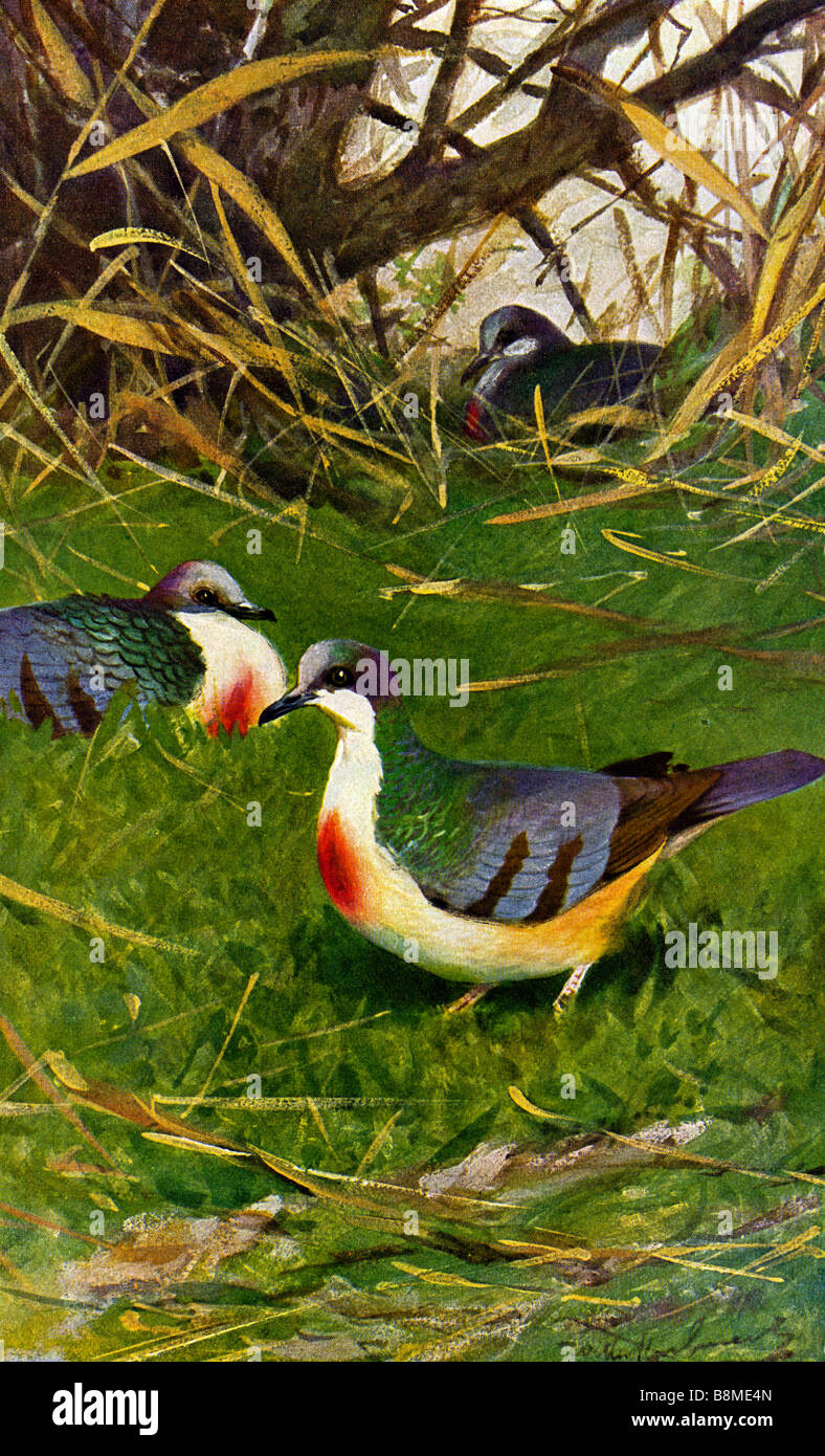 Luzon Bleeding-heart, (Gallicolumba luzonica Stock Photo - Alamy