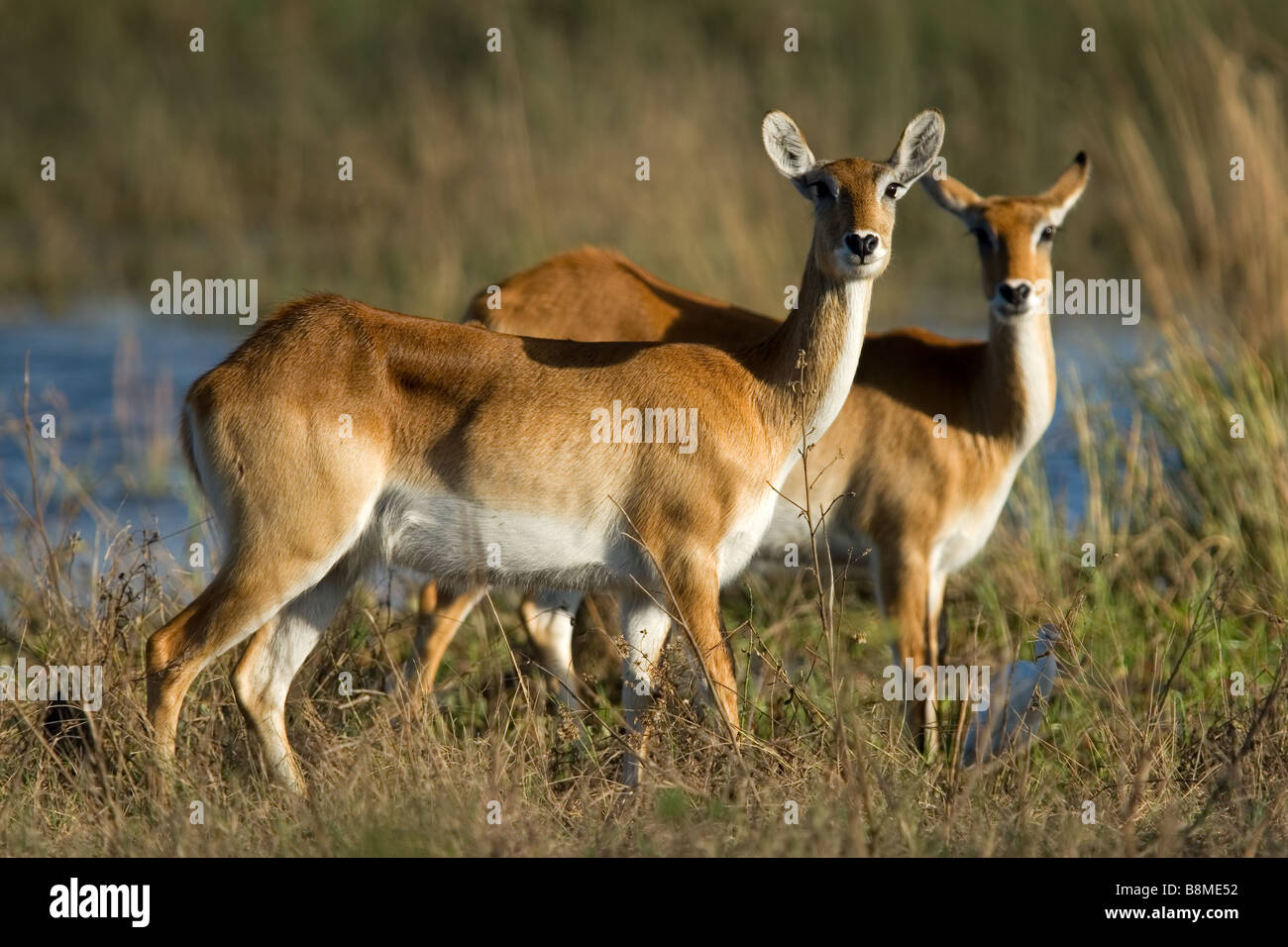 Female red lechwe hi-res stock photography and images - Alamy