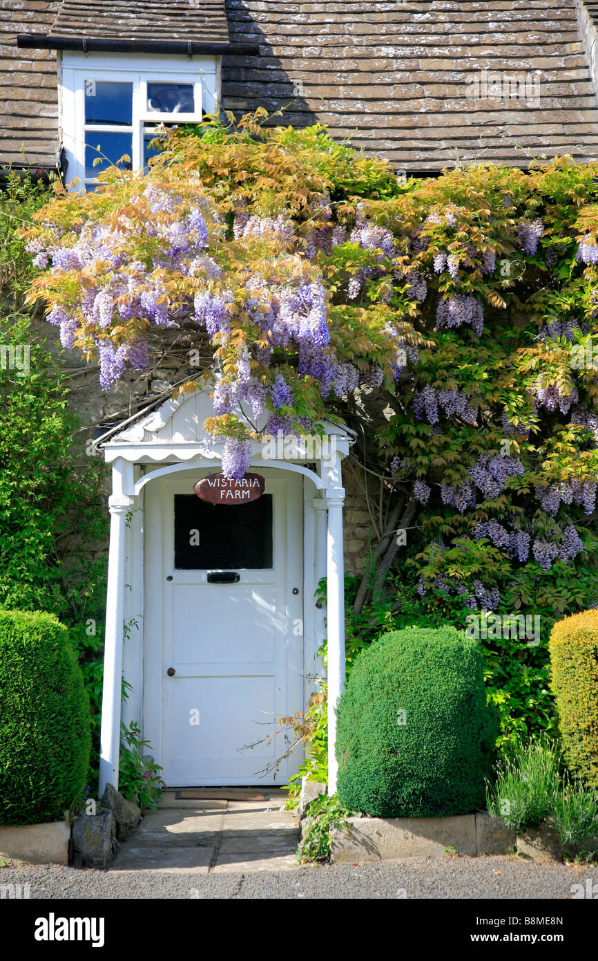 Stone Built Thatched Cottage with Wisteria flowers Maxey village ...