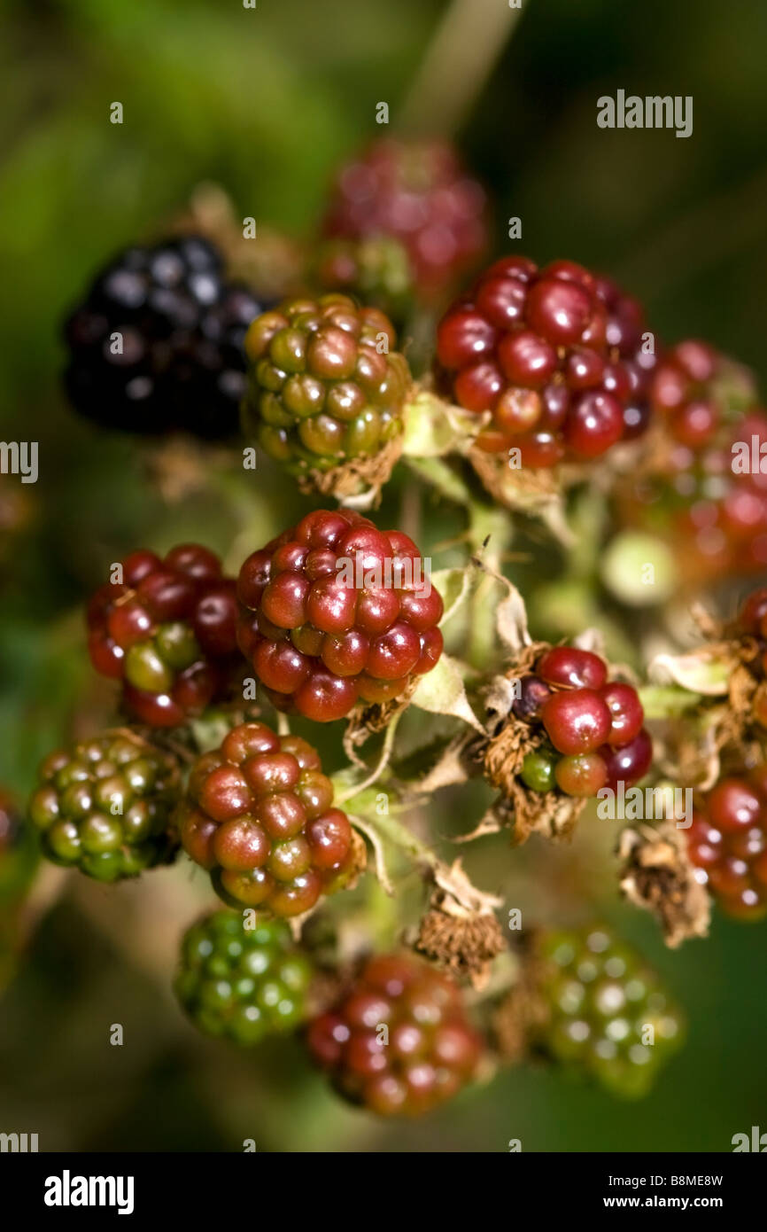 Close up view of blackberries at different stages of ripeness with ...