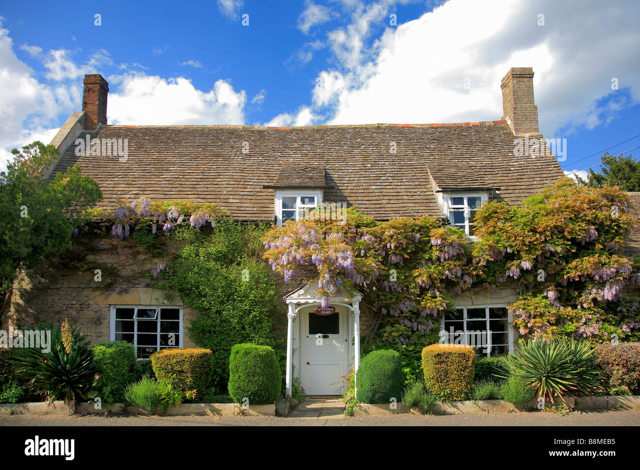 Stone Built Thatched Cottage with Wisteria flowers Maxey village ...