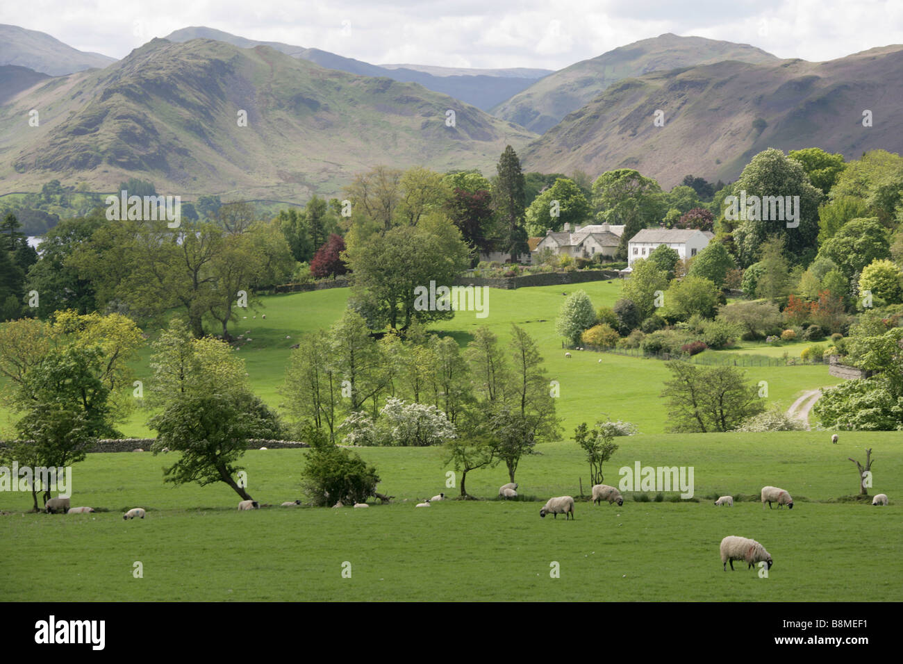 Lake District, Cumbria. Rural farming scene in the Lake District with ...