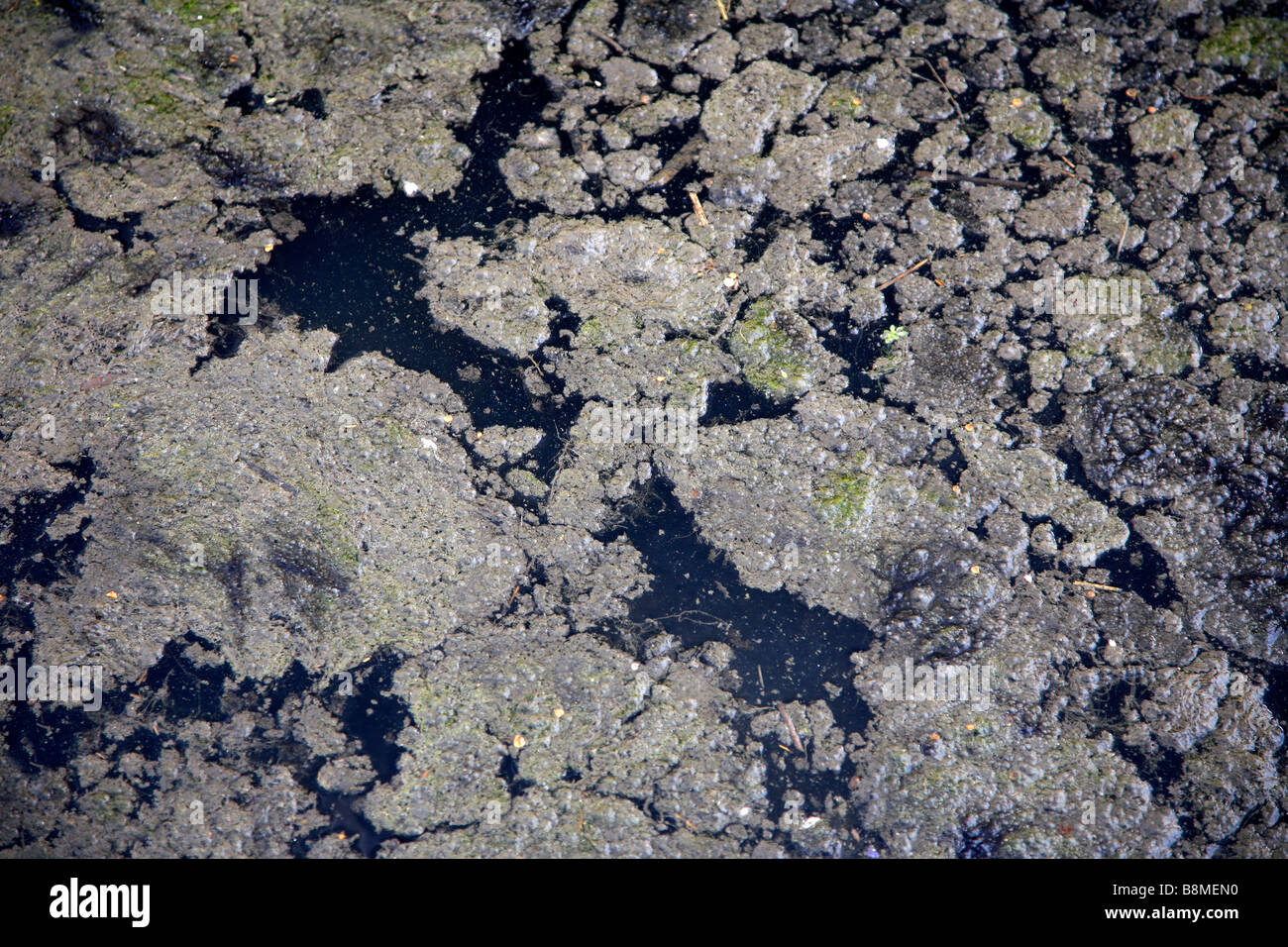 Toxic Blue Green Algae Bloom in a Lake Peterborough Cambridgeshire ...