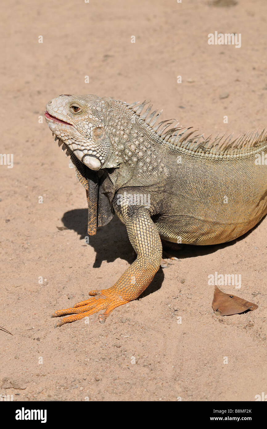 The Green Iguana Stock Photo - Alamy
