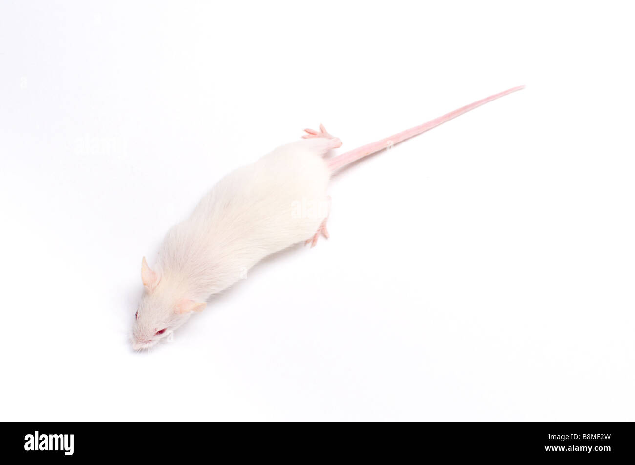 Mus musculus white Cut Out Stock Images & Pictures - Alamy