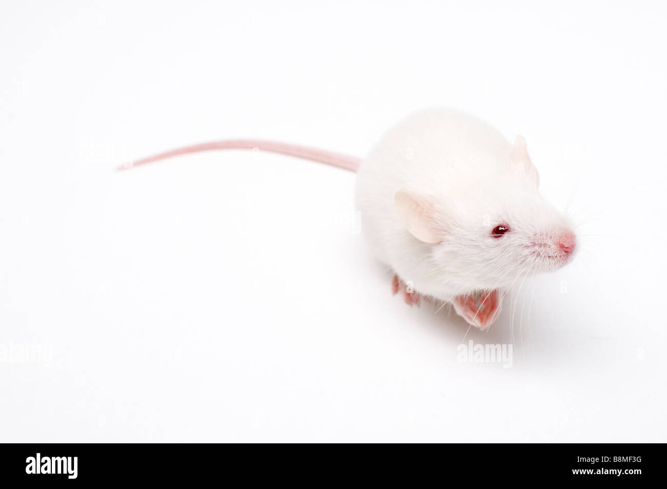 Mus musculus white Cut Out Stock Images & Pictures - Alamy