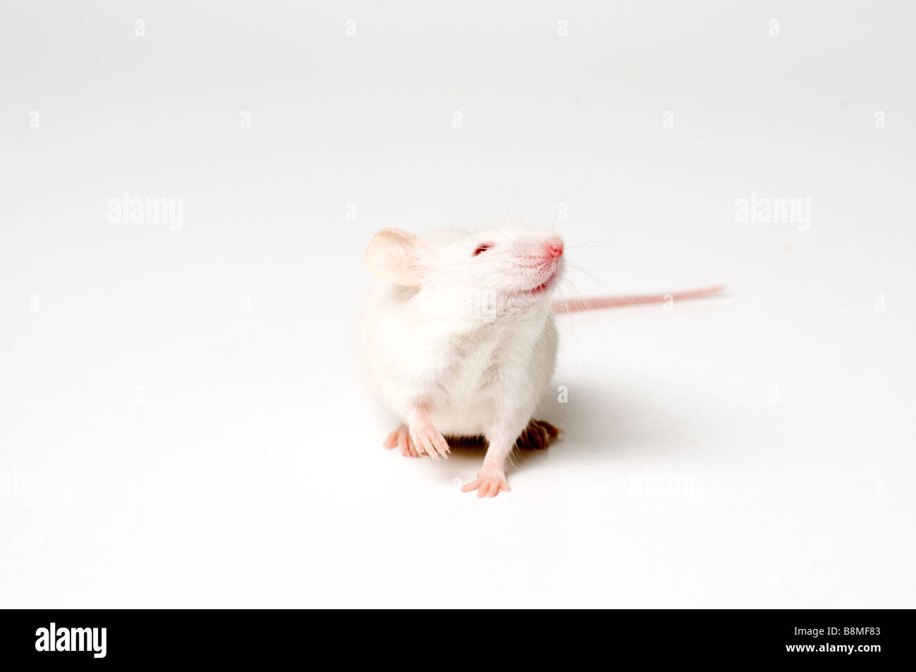 White Mouse Stock Photo - Alamy