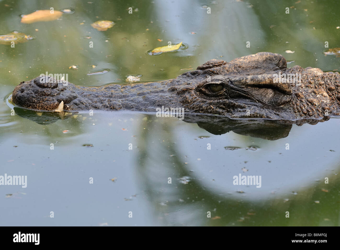 Scary Crocodile High Resolution Stock Photography and Images - Alamy