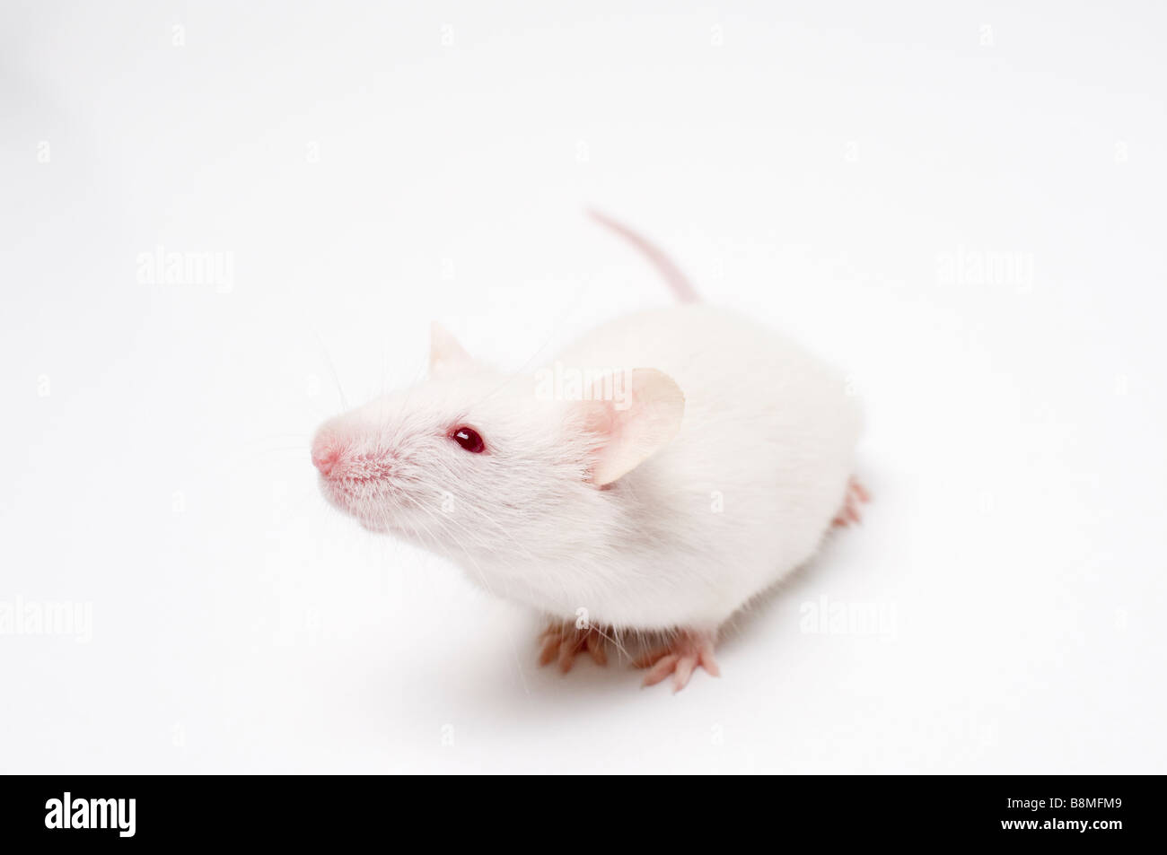 Laboratory mouse hi-res stock photography and images - Alamy