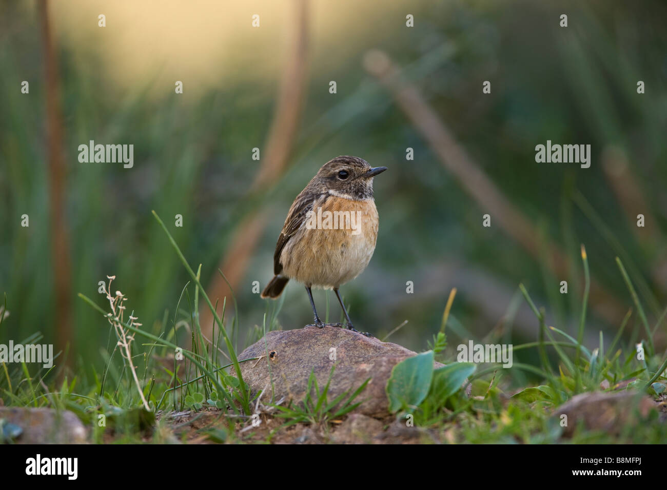 Female stonechat perched hi-res stock photography and images - Alamy