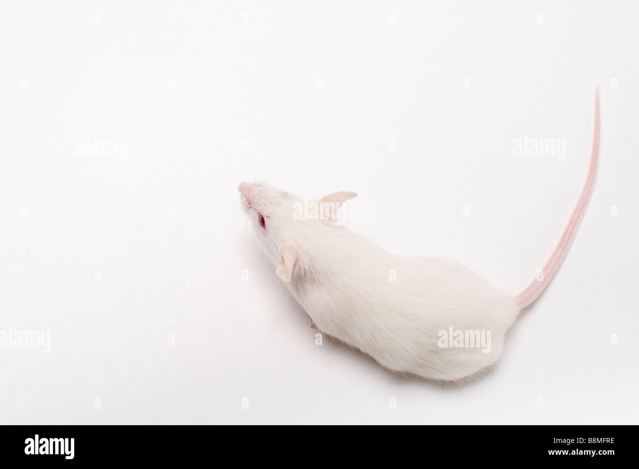 Mouse animal hi-res stock photography and images - Alamy