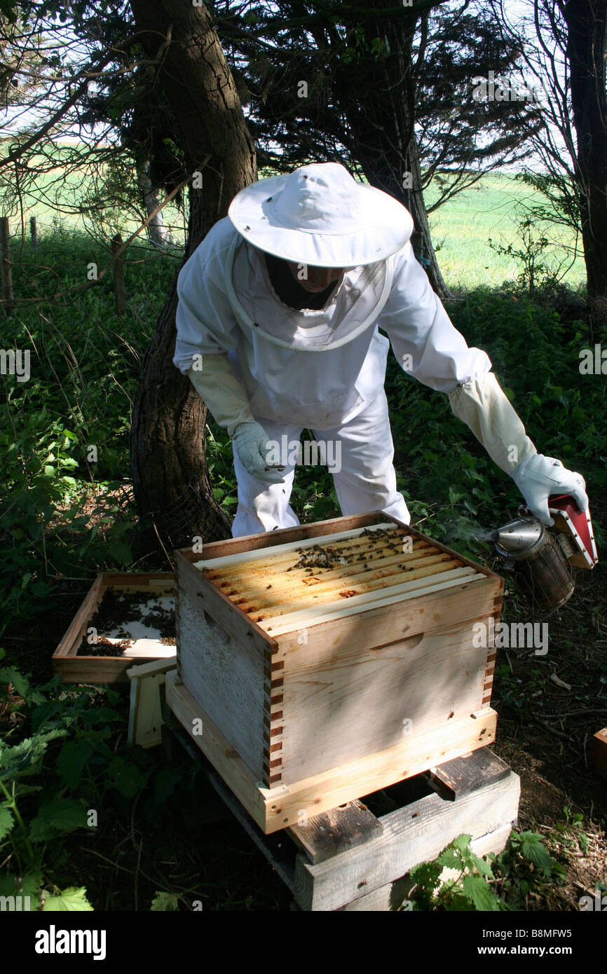 Movable frame bee hive hi-res stock photography and images - Alamy