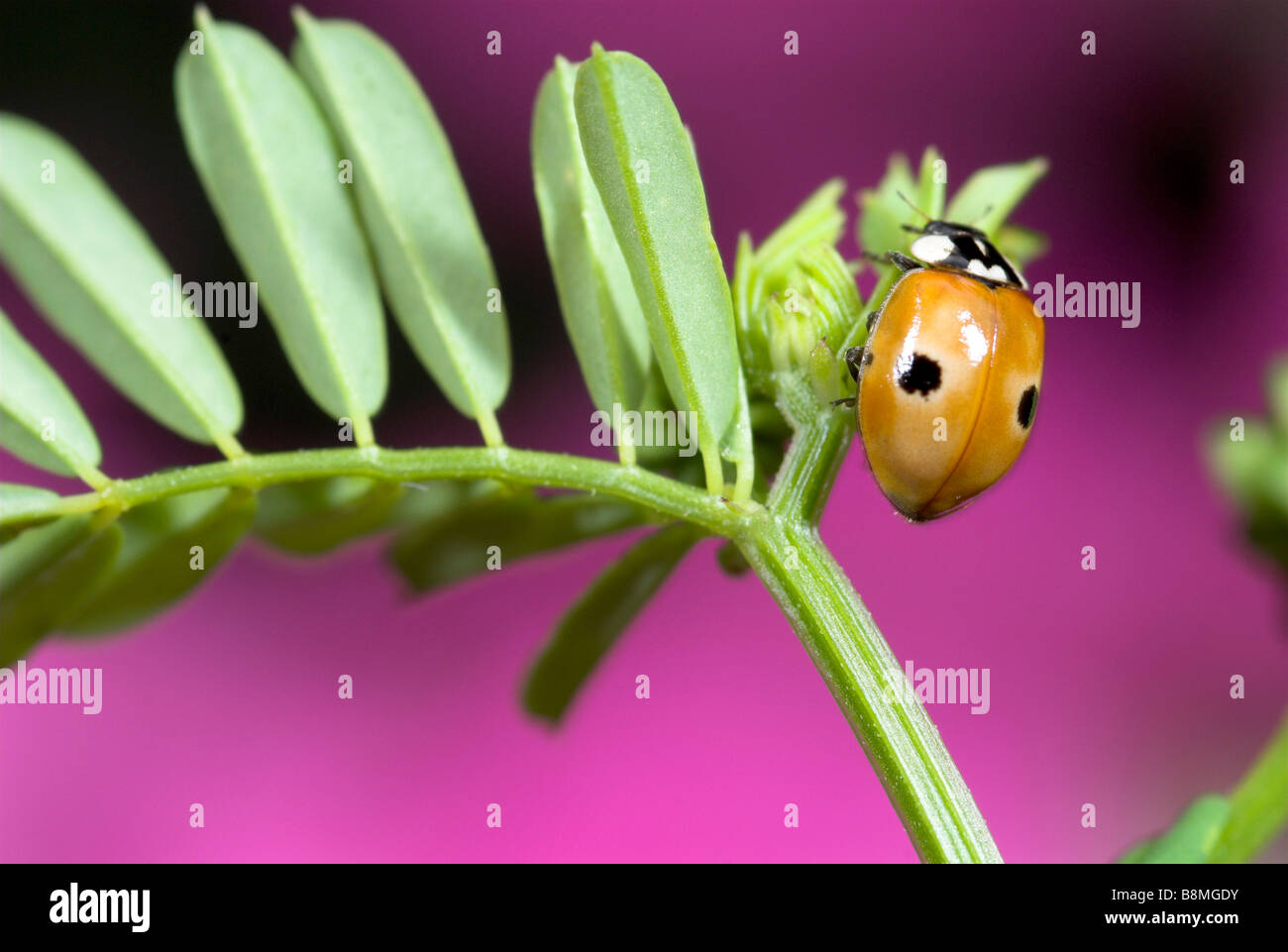 Ladybird species hi-res stock photography and images - Alamy