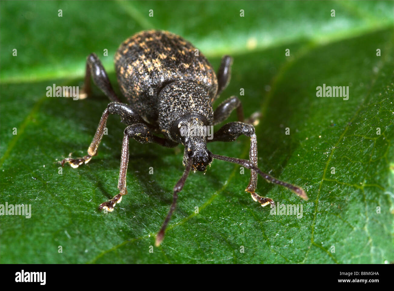 Vine Weevil Otiorhynchus sulcatus UK Stock Photo - Alamy
