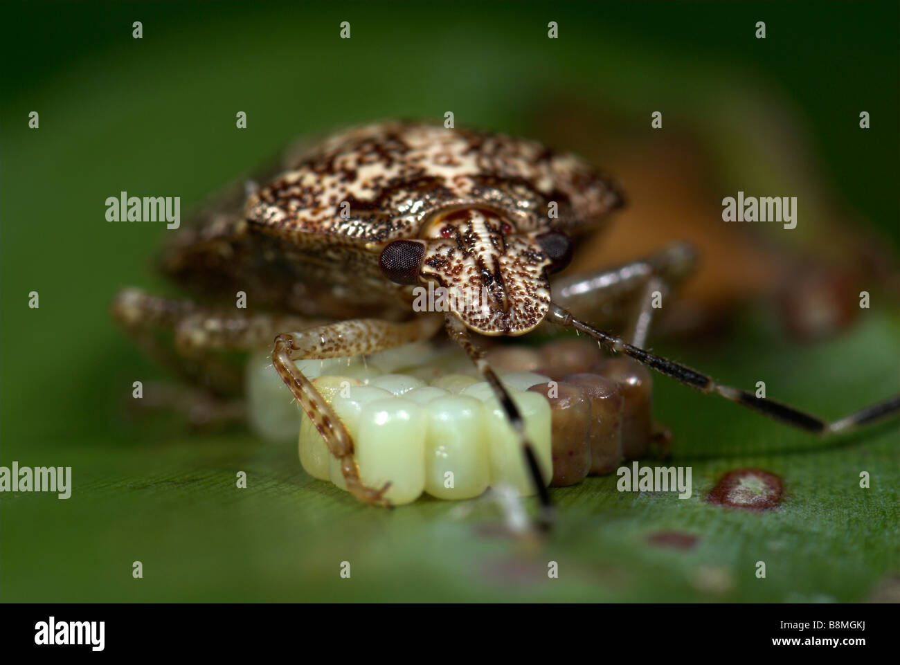 Stink Bug High Resolution Stock Photography and Images - Alamy
