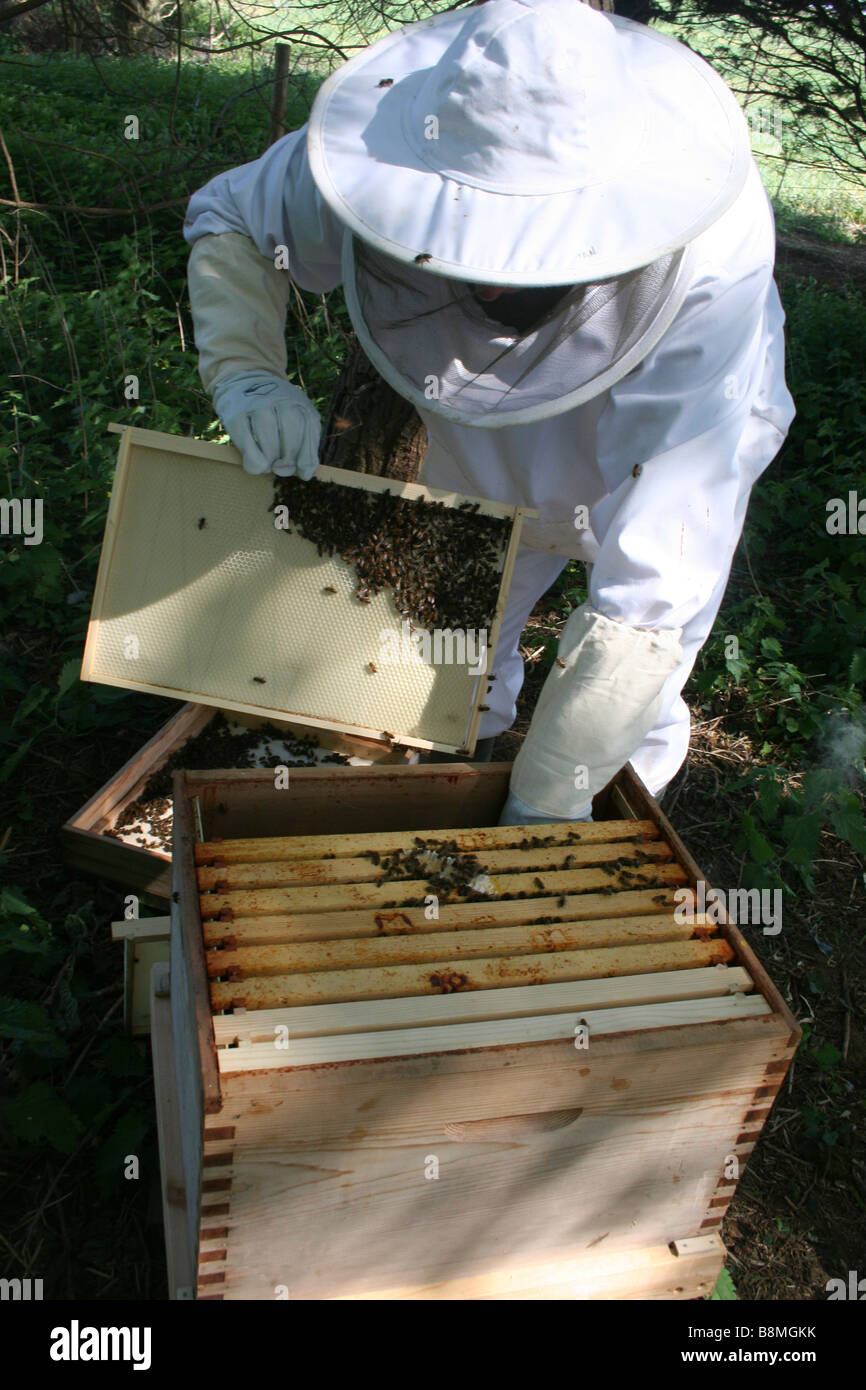 Apiarist moving swarm to a new hive Stock Photo - Alamy